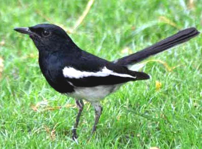 5 Jenis Burung Kacer Populer di Indonesia + Gambar