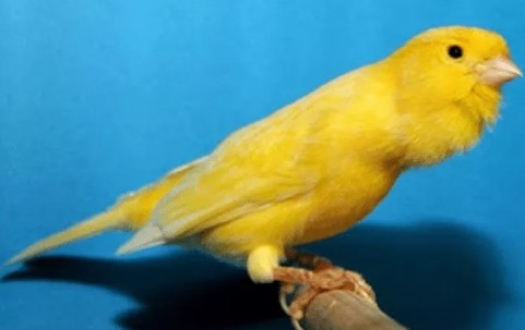 7 Jenis Burung Kenari yang Populer dan Paling Diminati