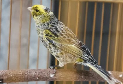 7 Jenis Burung Kenari yang Populer dan Paling Diminati