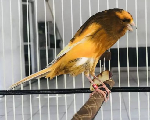 7 Jenis Burung Kenari yang Populer dan Paling Diminati