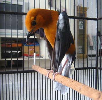 Harga Burung Anis Merah Jantan dan Betina Terbaru